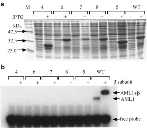 Mutational Alterations In The Dna Binding Activities Of The Runt
