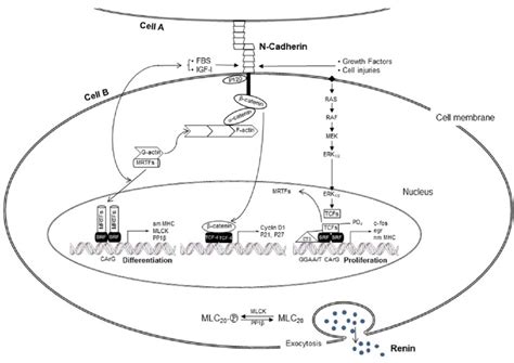 Schematic Summary Of The Transcriptional Cascades Regulating Expression Download Scientific