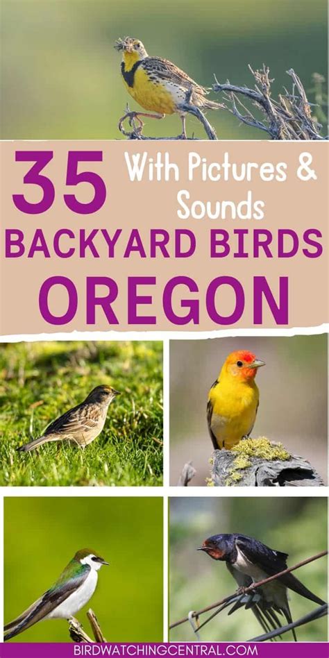 35 Common Backyard Birds In Oregon With Pictures Birdwatching Central