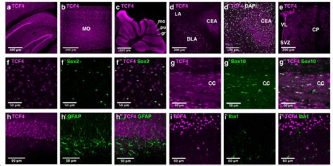Tcf4 Expression In Regions And Non Neuronal Cell Types Of The Adult