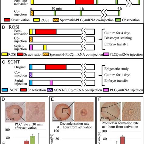 Schematic Diagram Of Activation Procedure In Each Experiment And