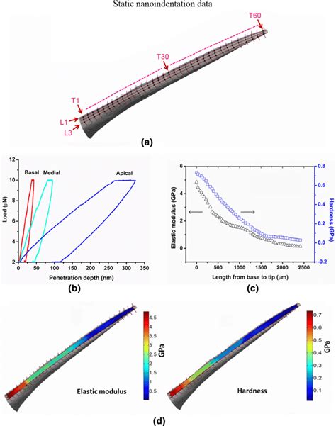Nanoindentation Data Of The Wasp Stinger A Approximate Sites Of Download Scientific Diagram