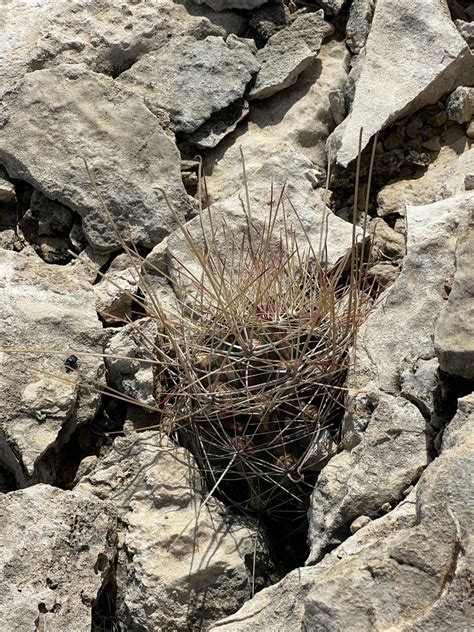 Hamatocactus Hamatacanthus Hamatacanthus From Fm 1776 Fort Stockton