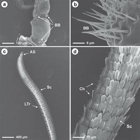 Sem Showing Three Distinct Subtypes Of Sensilla Trichoidea Download Scientific Diagram