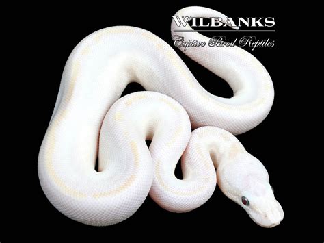 Leucistic Ball Python