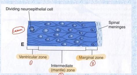 Nervous System Development Flashcards Quizlet