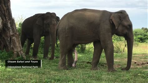 Horny Elephant Sex Time Youtube