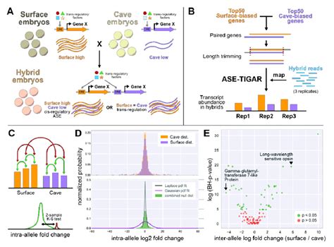 Experimental Design Of Allele Specific Expression Analysis A A