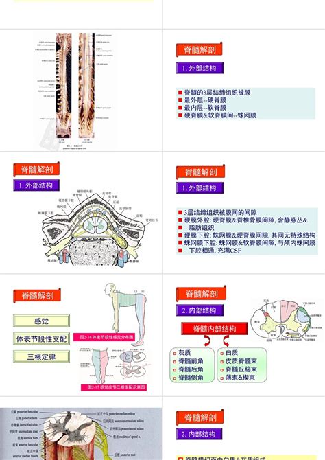 脊髓解剖ppt模板 卡卡办公