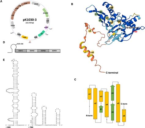 Circular Representation Of Plasmid Pks1030 3 From Staphylococcus Download Scientific Diagram