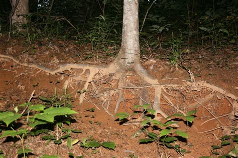 Defined By Our Roots