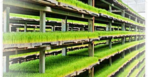 육묘상자처리제 지원으로 벼 병해충 잡는다익산시 7200농가에 보급 육묘상자처리제 지원으로 벼 병해충 잡는다익산시 7200농가에 보급