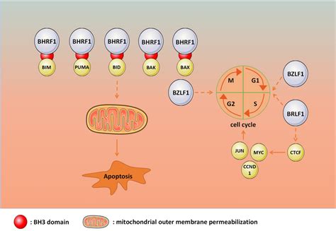 The Roles Of Lytic Genes In Apoptosis And Cell Cycle Note This Figure Download Scientific