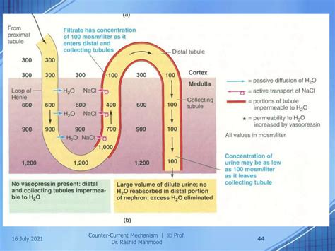 Counter Current Mechanism PPT Chemistry Science