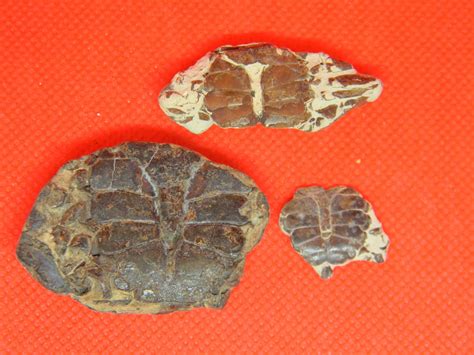 Fossil Specimen Crustaceans Jurassic James