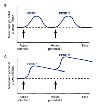 Pathophys Unit Synaptic Transmission Flashcards Quizlet