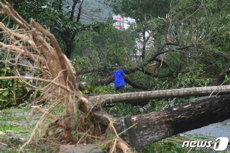 사진 태풍 노루 베트남 강타에 뿌리 채 뽑힌 나무들 뉴스1