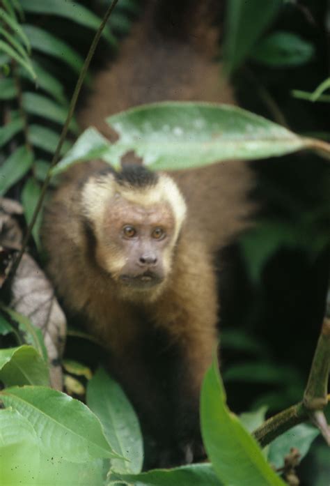 Sapajus Macrocephalus Large Headed Capuchin — Coke Smith Wildlife