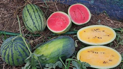 수박 잘 익은것 알아내는 6가지 방법 알려드립니다 Youtube