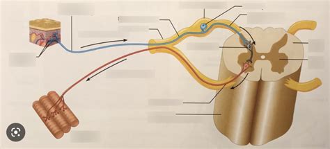 Classification Of Neurons Diagram Quizlet