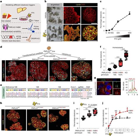 Nat Biotechnol：构建出研究脂肪肝的类器官模型 知乎