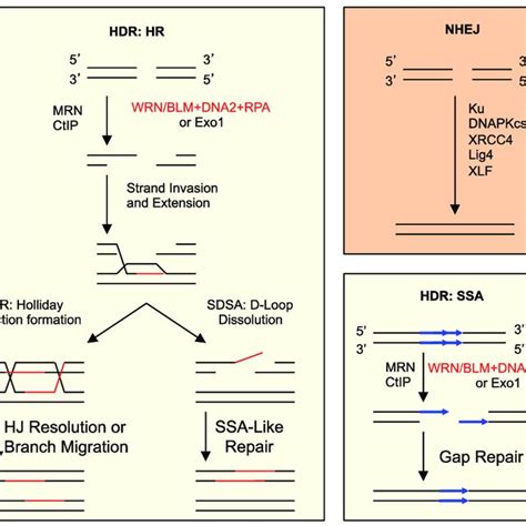Major Dsb Repair Pathways And 5 Strand Resection In Eukaryotes