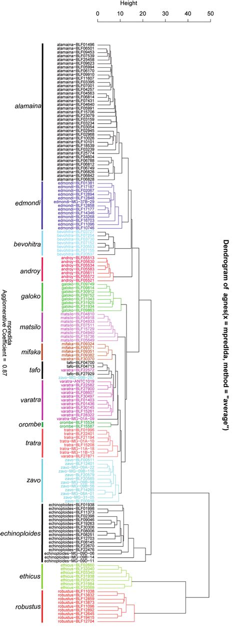 Dendrogram Of Nc Clustering Of The Edmondi Species Group Label On The