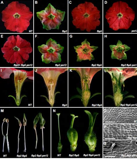 Figure 2 From Divergent Functional Diversification Patterns In The Sep