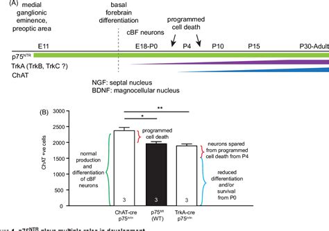 Figure 1 From Regulation Of Cholinergic Basal Forebrain Development Connectivity And Function