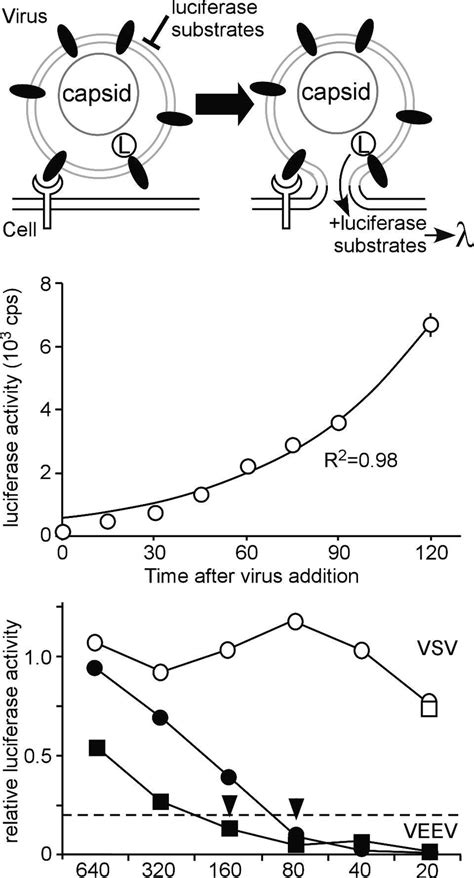Rapid Assay For Detecting Neutralizing Antibodies The Principle Of The