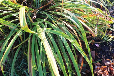 Lomandra Lonolia Also Known As Basket Grass Forms In Clumps With