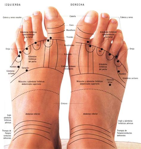 Mapa Do Pé Reflexologia Braincp