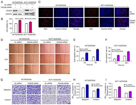 Activation Of Ddx58rig I Suppresses The Growth Of Tumor Cells By