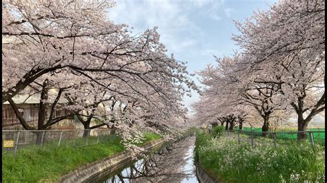 桜さんぽ日本一の桜回廊① 見沼代用水西縁 東浦和駅国道463号浅間橋 YouTube