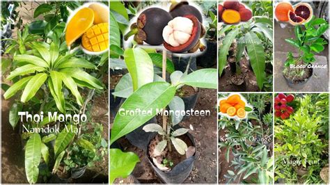 Cebu Plants Cebu Plants Added A New Photo