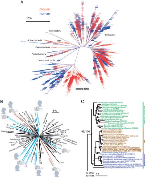 Figure 1 From Obesity Alters Gut Microbial Ecology Semantic Scholar