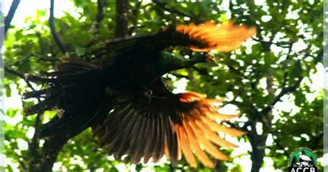 កូនក្ងោកជំទង់ ២ក្បាលដំបូង ត្រូវបានលែងចូលទៅក្នុងជម្រកធម្មជាតិ ខេត្តរតនគិរី ក្រសួងព័ត៌មាន