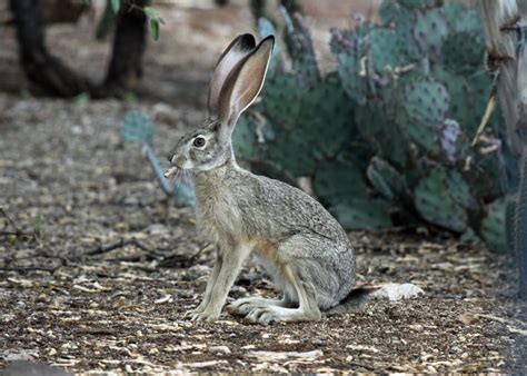 The Azure Gate Black Tailed Jackrabbit