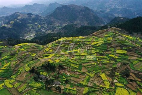 重庆黔江菜花遍地黄 山村入画来 人民图片网