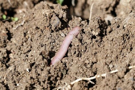 96000 Worm Soil Pictures