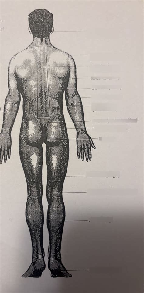 Back Diagram Diagram Quizlet