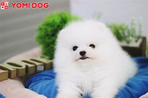 백석동강아지분양 포매라니안분양 요미독 일산점과 함께 해요 네이버 블로그