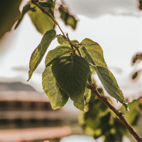 Tree Of Life Seattle A Guide To Seattle S Iconic Natural Wonder TooLacks