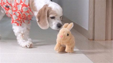 토끼와 강아지는 친구가 될 수 있을까 Youtube