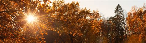 Liberty MO Tree Service Tree Removals Pruning Emergency Tree Service Arbor Masters Tree