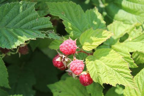 Raspberry Farming Guide