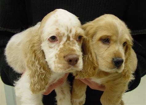 Parti Cocker Spaniel Puppies Picture Dog Breeders Guide