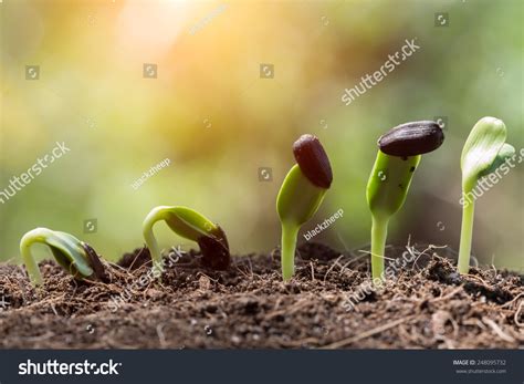 Seed Root On Soil With Sunbeam New Life Start Concept Stock Photo 248095732 Shutterstock