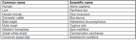 Genus Species Names Niko Kasalo On X Parahirrius Parvus Is A New