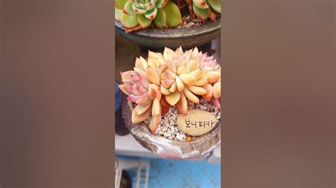 분갈이 후 뿌리 잘내린 다육이 모습 Youtube